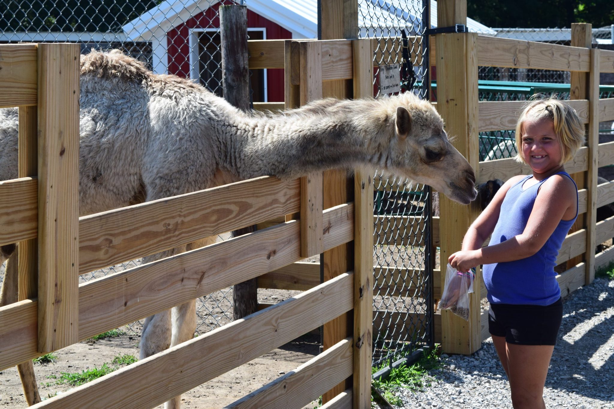 Things to Do in Amish Country, Indiana | Visit Shipshewana